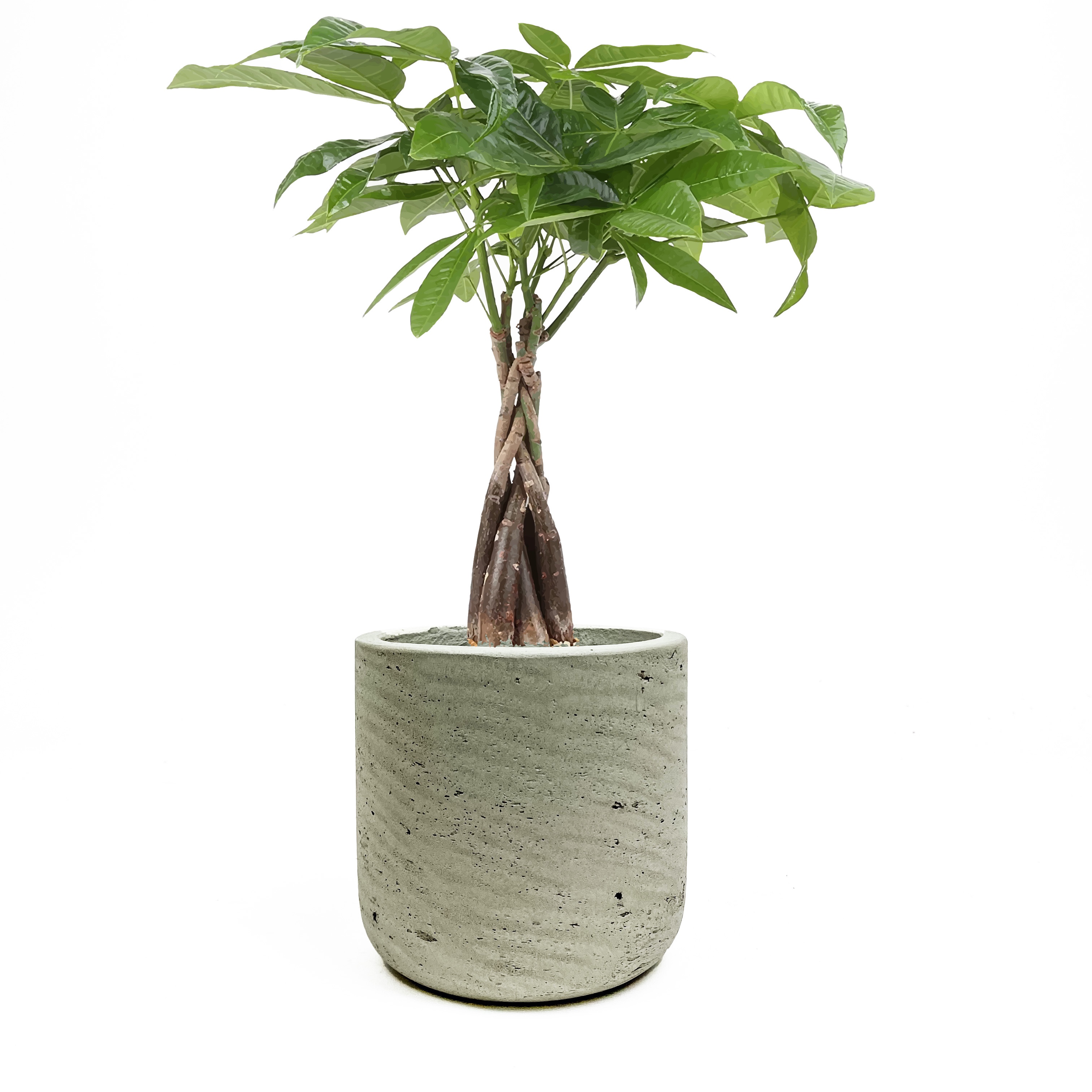 Money Tree in a Gray Large Wilson Pot