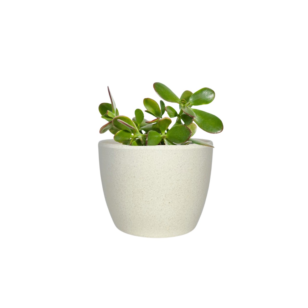 Jade Plant in Mini Harlow Cream Pot